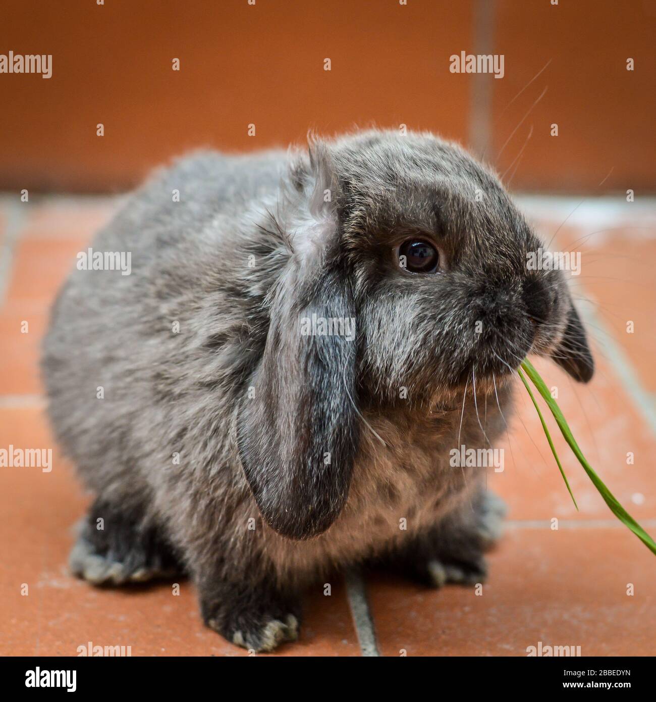 Portrait of an adorable gray baby bunny or rabbit on domestic ...