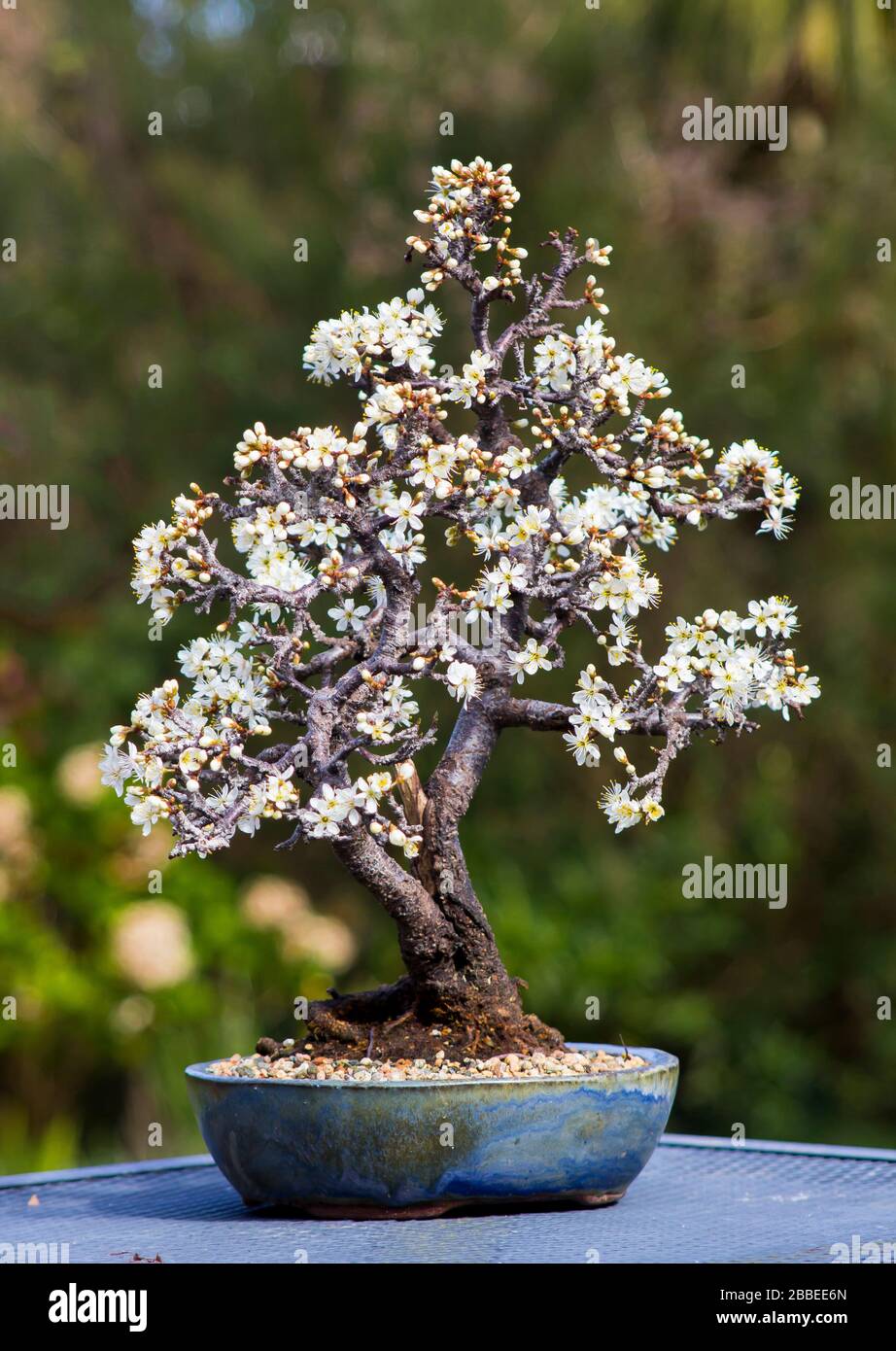 Deciduous bonsai tree hi-res stock photography and images - Alamy