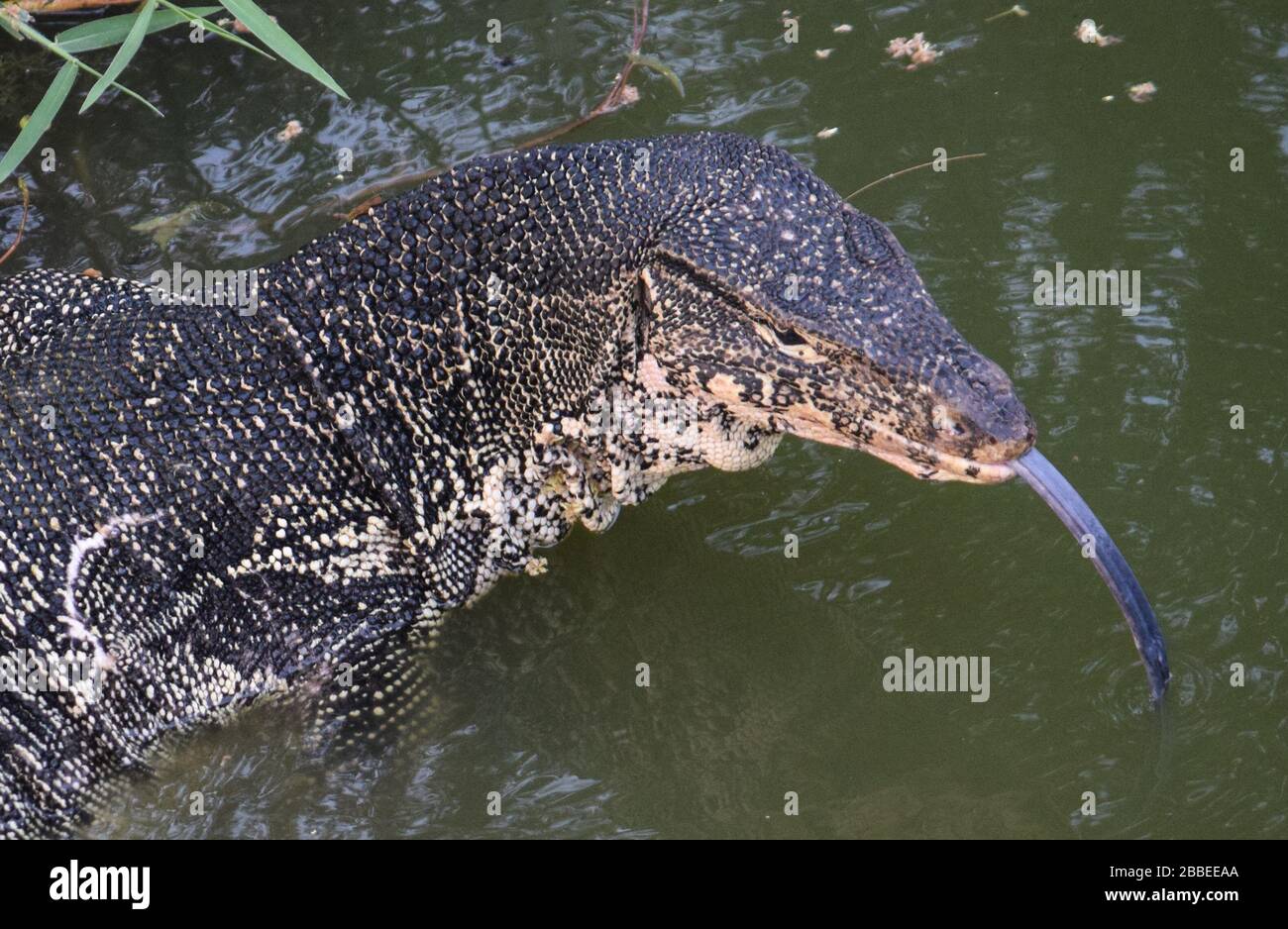 Large scaled water monitor hi-res stock photography and images - Alamy