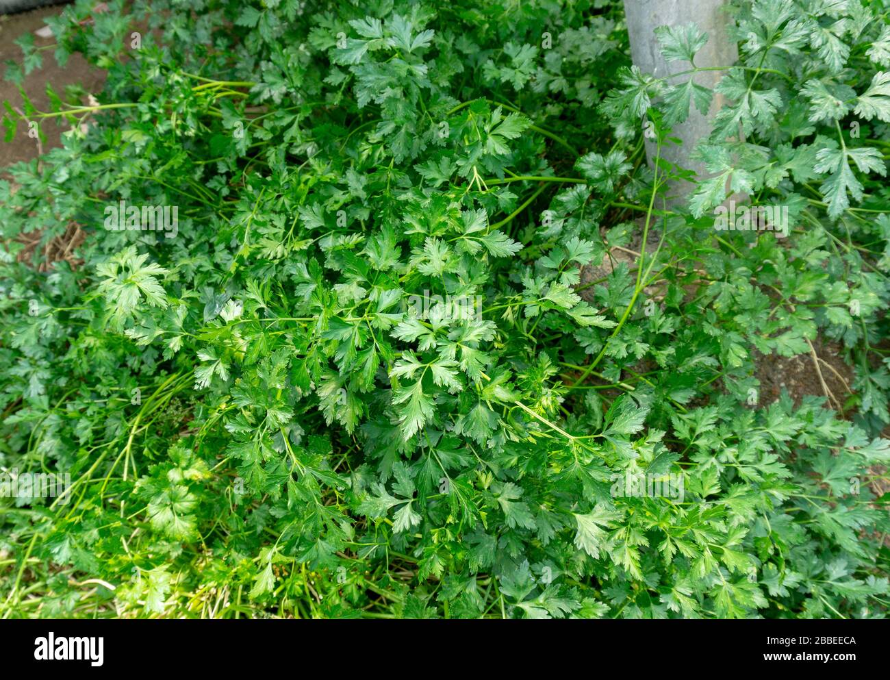 Parsley full frame hi-res stock photography and images - Alamy