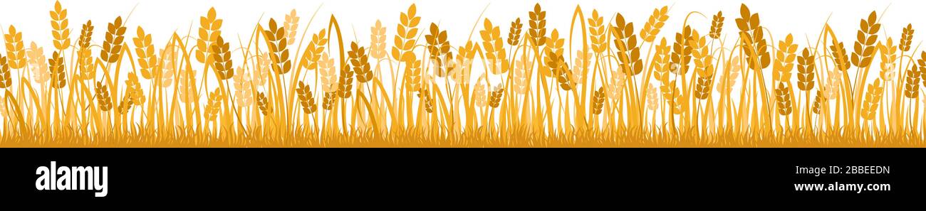 Cartoon yellow wheat field background isolated on white vector flat ...