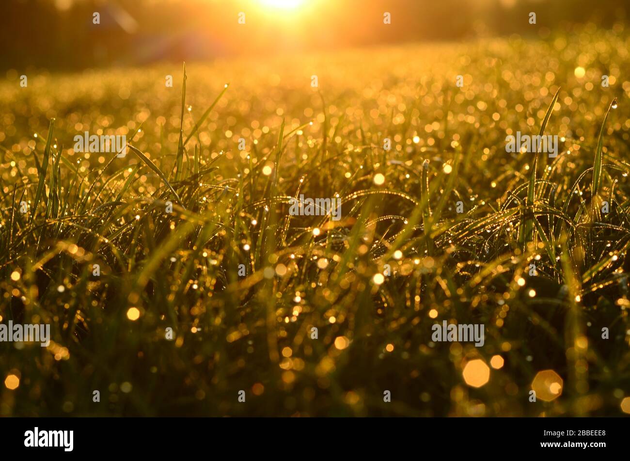 Bright Nature Wallpaper