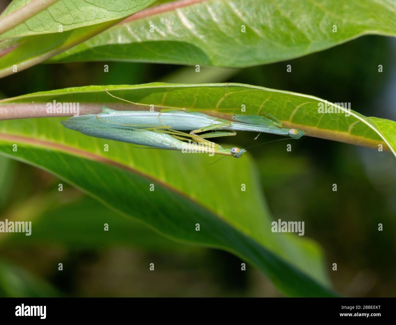 Macro Photography of Praying Mantis Mating on Back of Green Leaf Stock ...