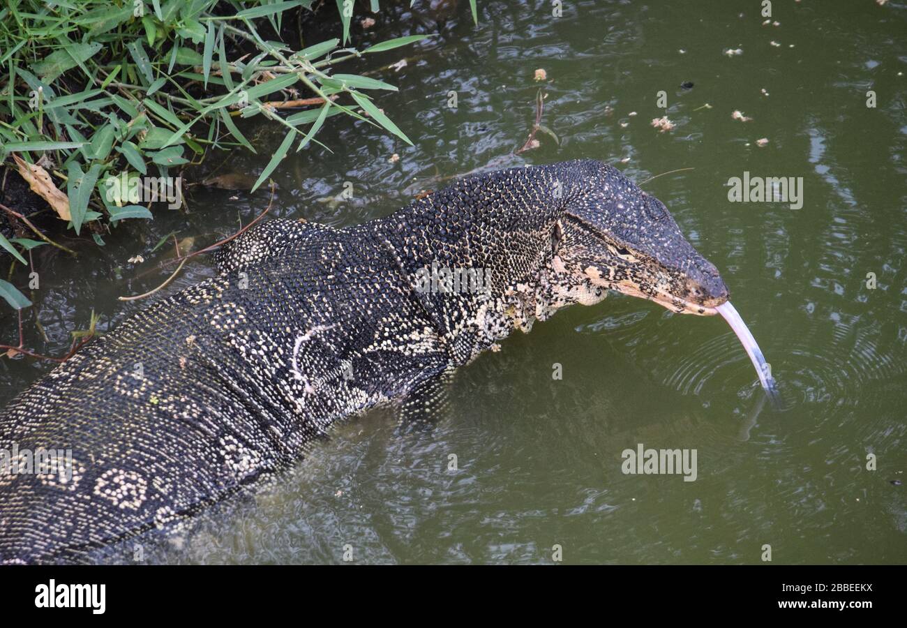 Large scaled water monitor hi-res stock photography and images - Alamy