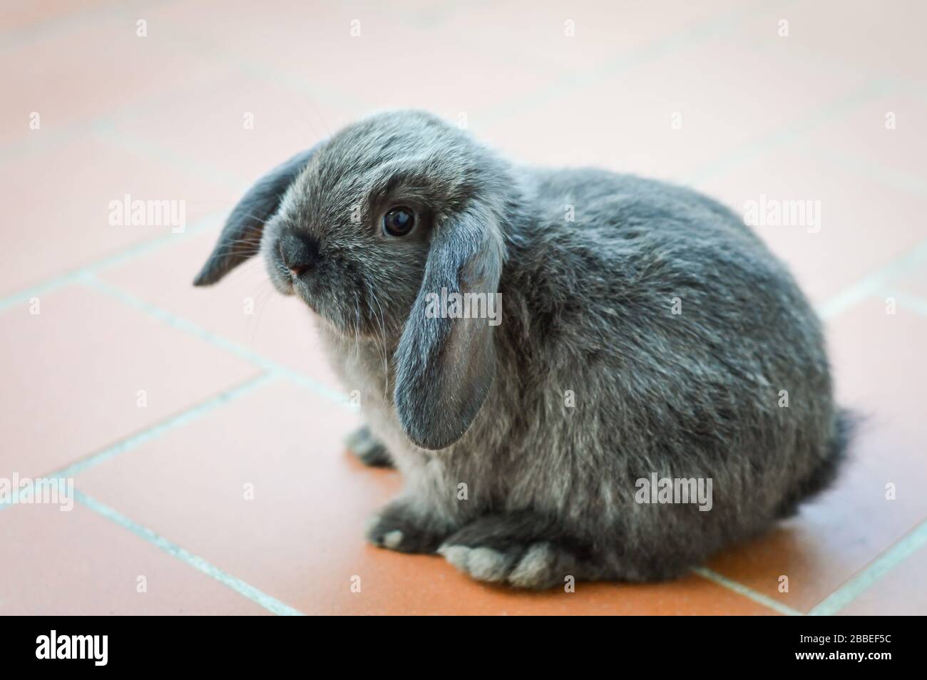 Portrait of an adorable gray baby bunny or rabbit on domestic ...