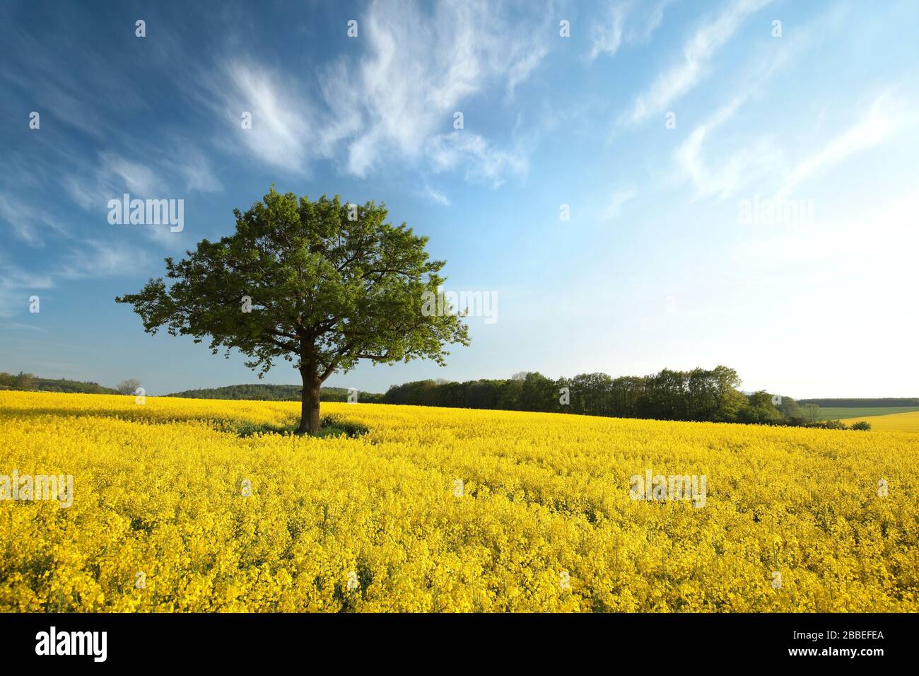Rapeseed tree hi-res stock photography and images - Alamy