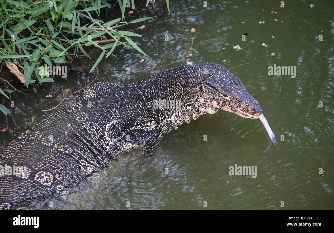 Large Water Monitor, Ayutthaya 110120 Stock Photo - Alamy