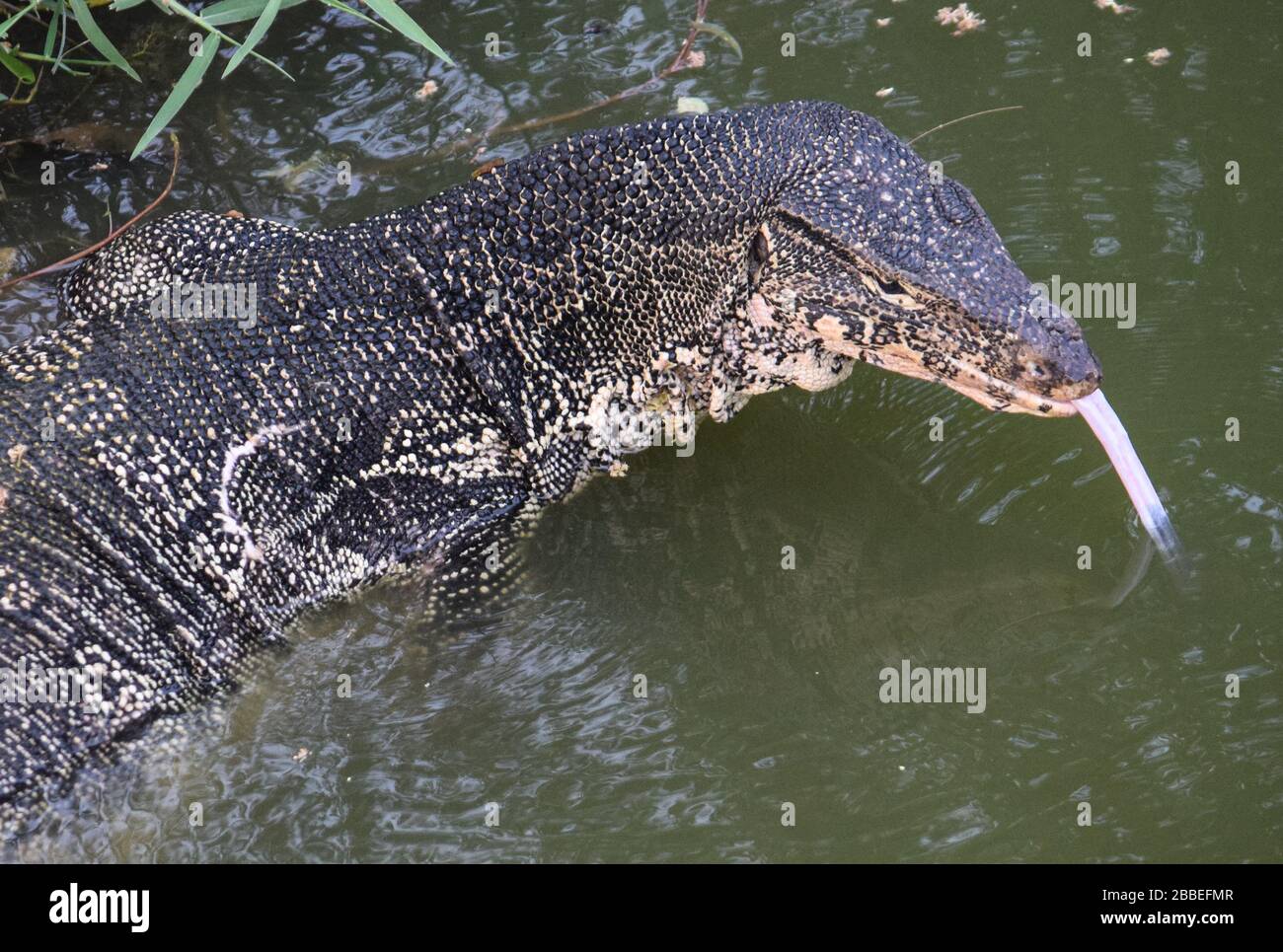 Large Water Monitor, Ayutthaya 110120 Stock Photo - Alamy