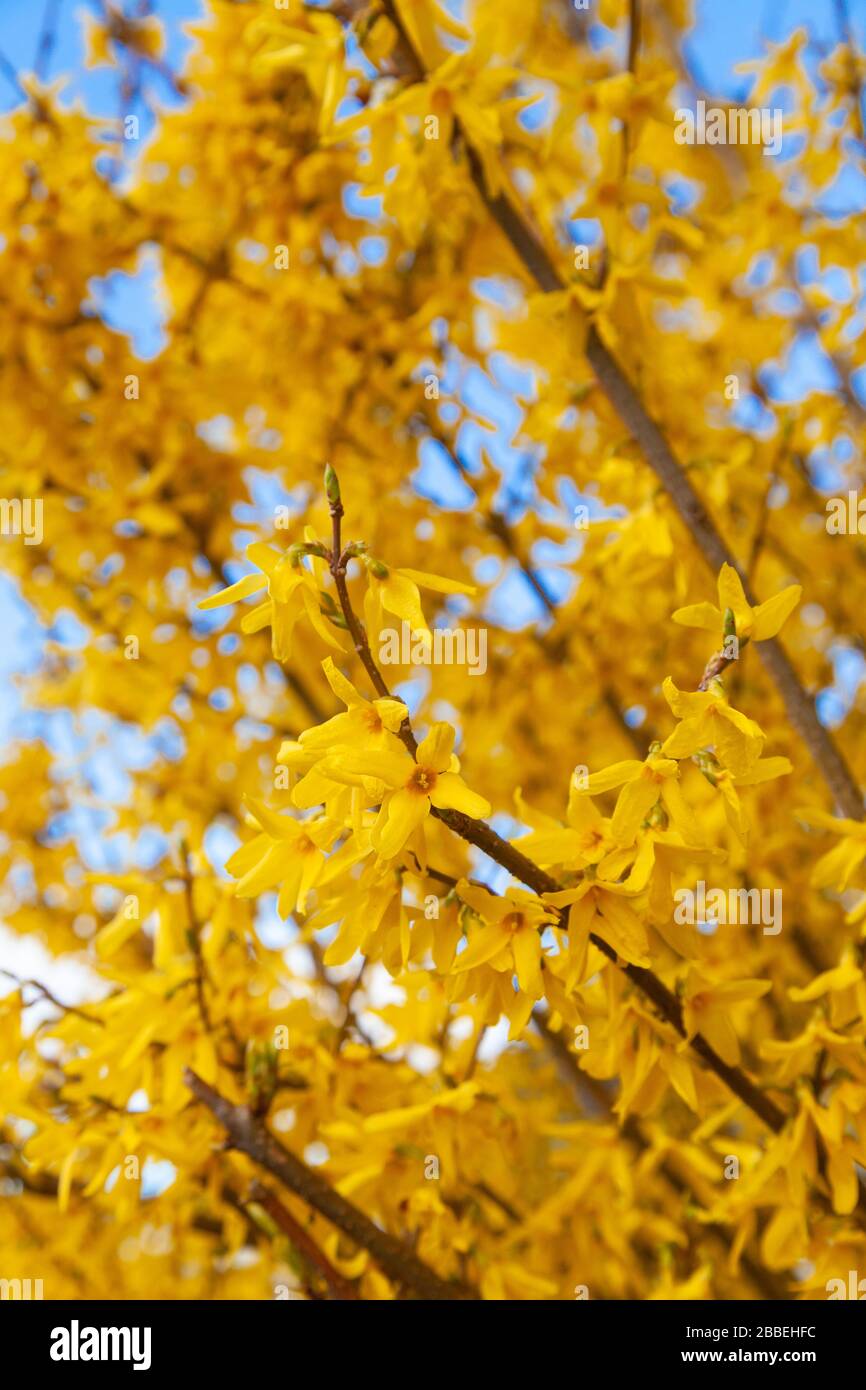 Forsythia tree hi-res stock photography and images - Alamy