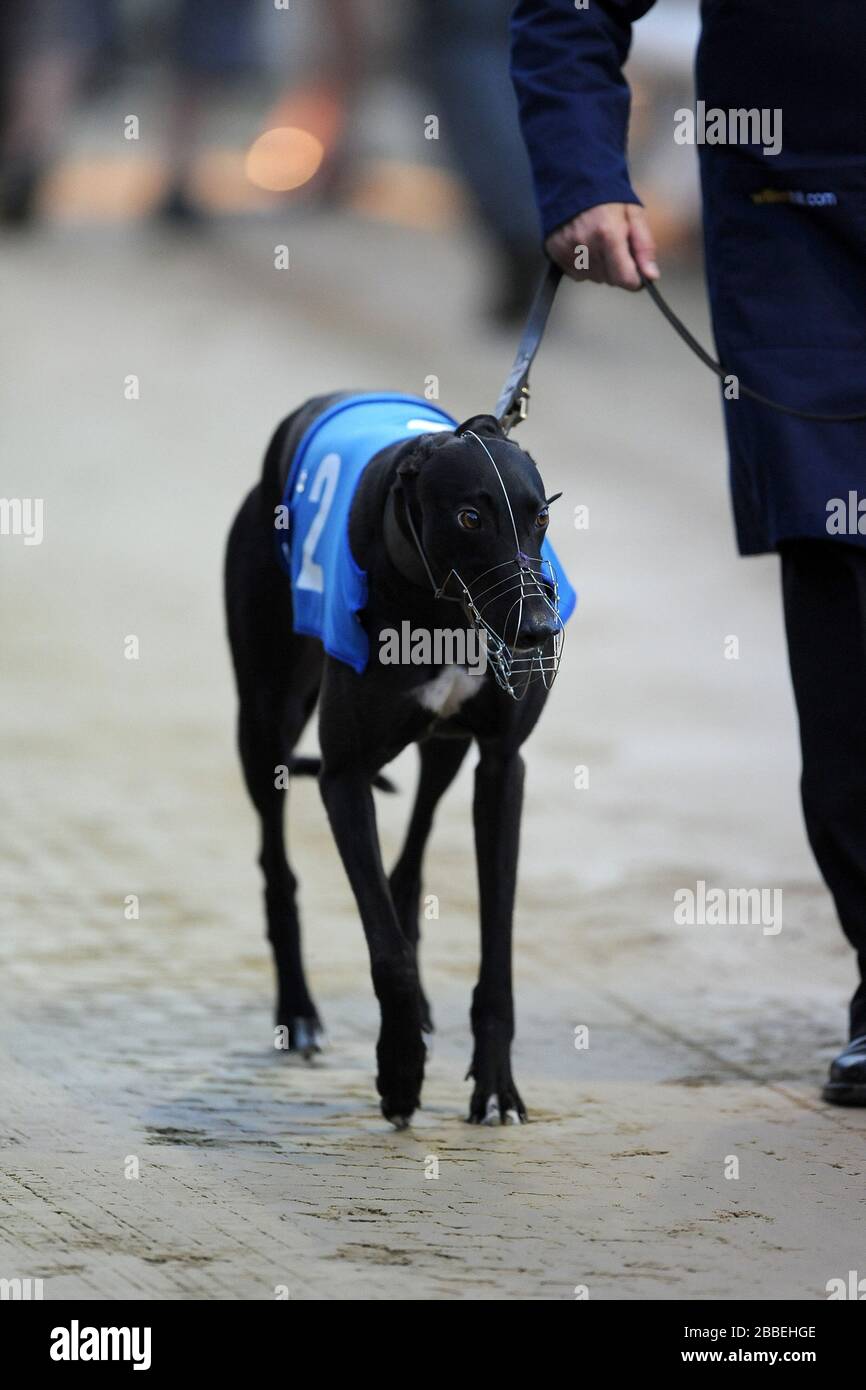 Droopys Jet is paraded before the William Hill Greyhound Derby Stock ...