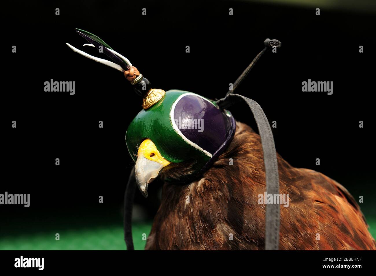 Rufus the hawk hi-res stock photography and images - Alamy