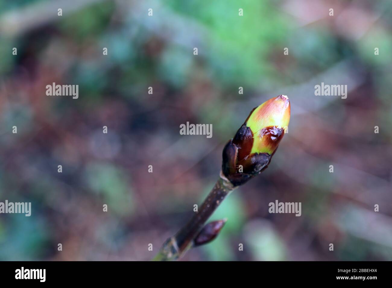 Sticky buds hi-res stock photography and images - Alamy