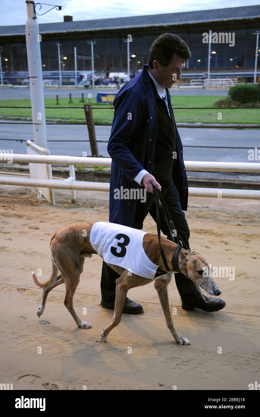 Ballymac Vic is paraded before the William Hill Greyhound Derby Final ...