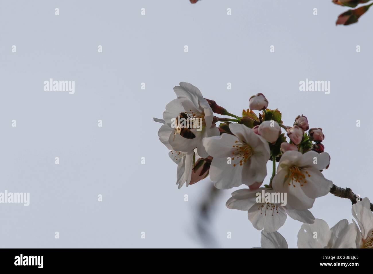 Sangju, NORTH GYEONGSANG PROVINCE, SOUTH KOREA. 31st Mar, 2020. March ...