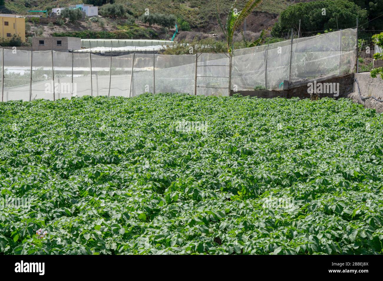 little potato plantation outdoor ready to harvest Stock Photo - Alamy