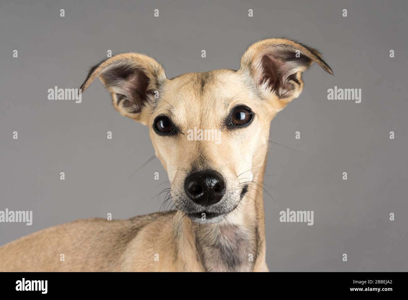 Portrait of a female whippet cross dog (2 years Stock Photo - Alamy