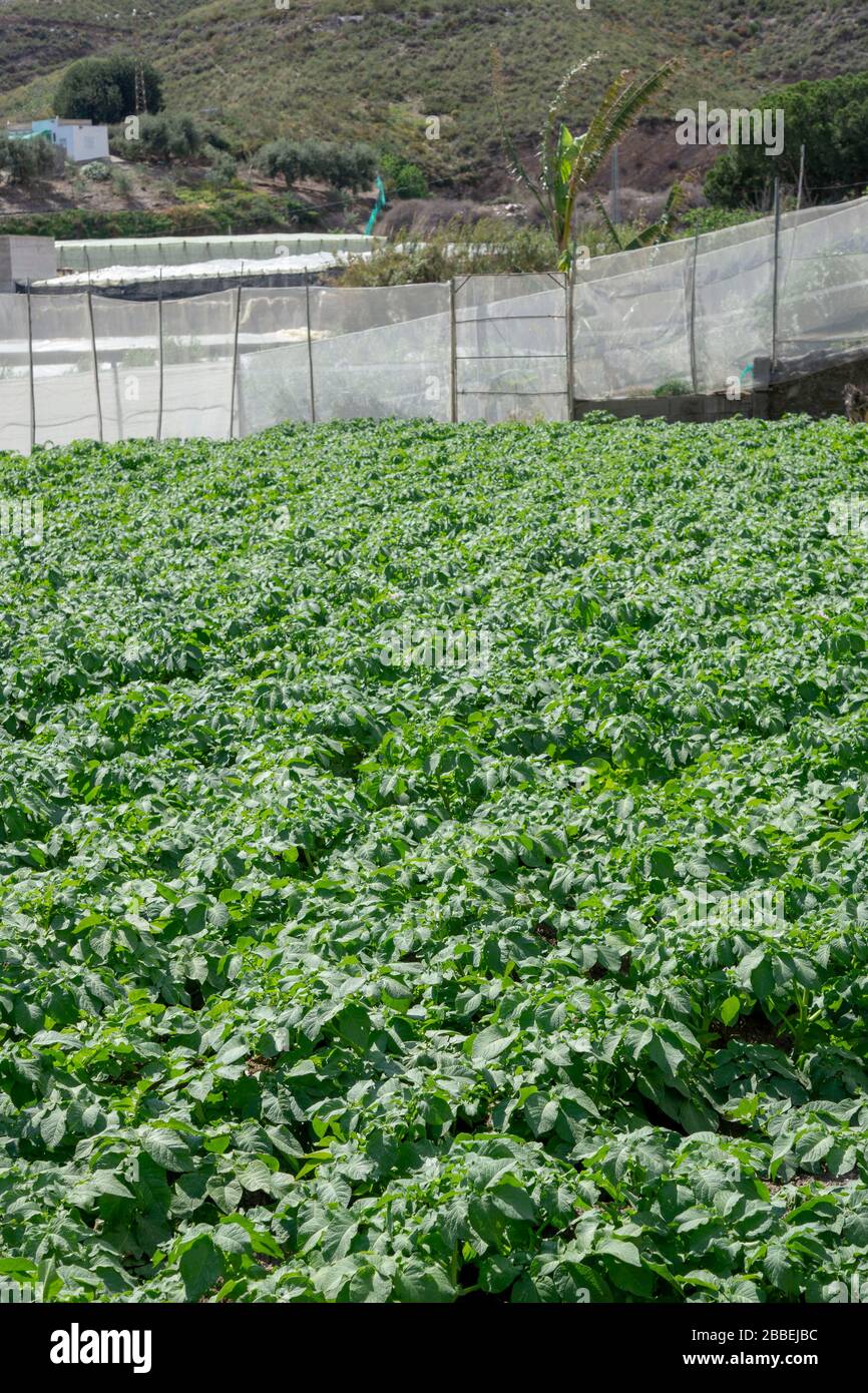 little potato plantation outdoor ready to harvest Stock Photo - Alamy