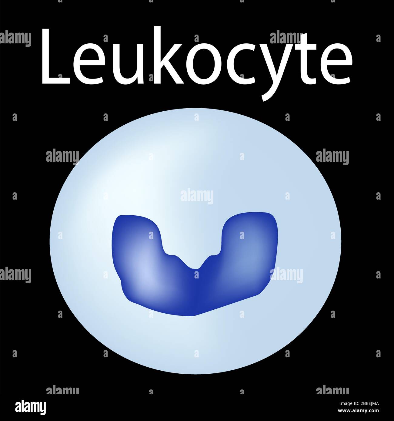 The structure of the leukocyte. Leukocyte. White blood cell immunity ...