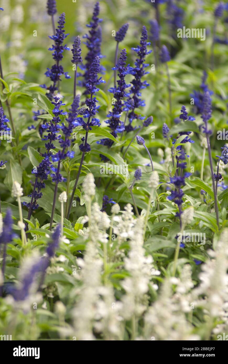 White and blue colour scheme hi-res stock photography and images - Alamy