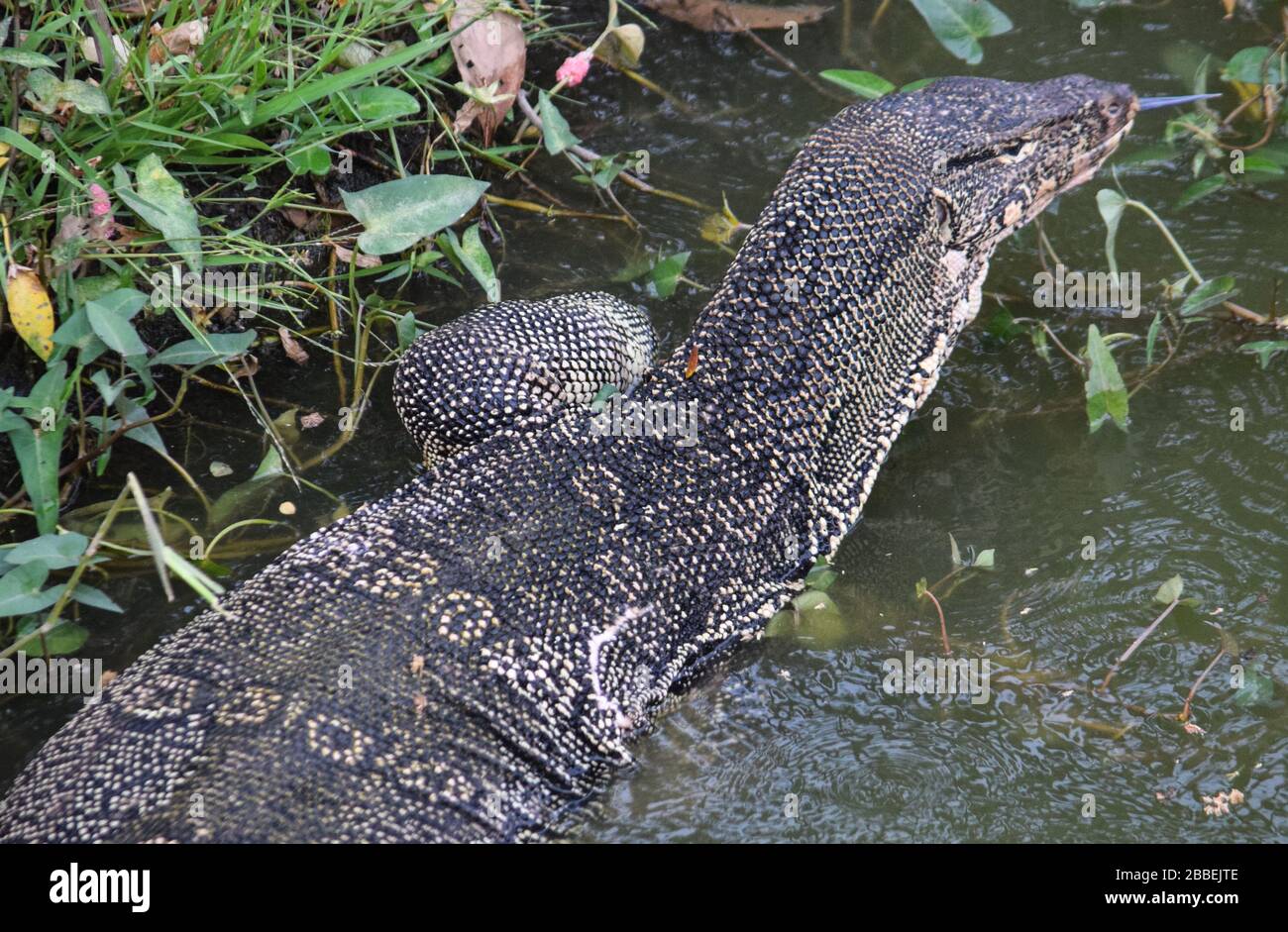 Large Water Monitor, Ayutthaya 110120 Stock Photo - Alamy