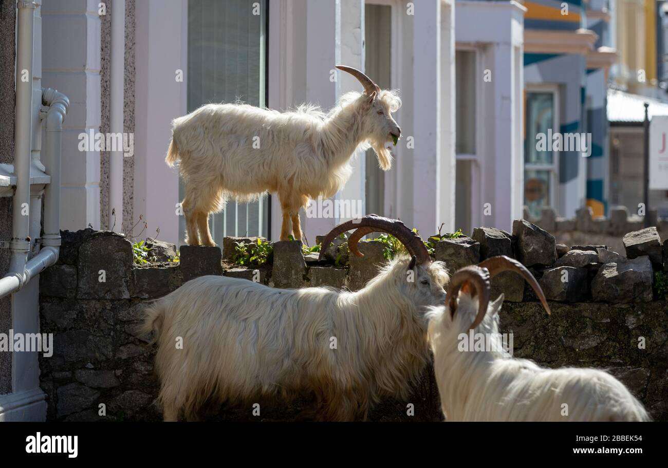 A herd of goats take advantage of quiet streets in Llandudno, north ...