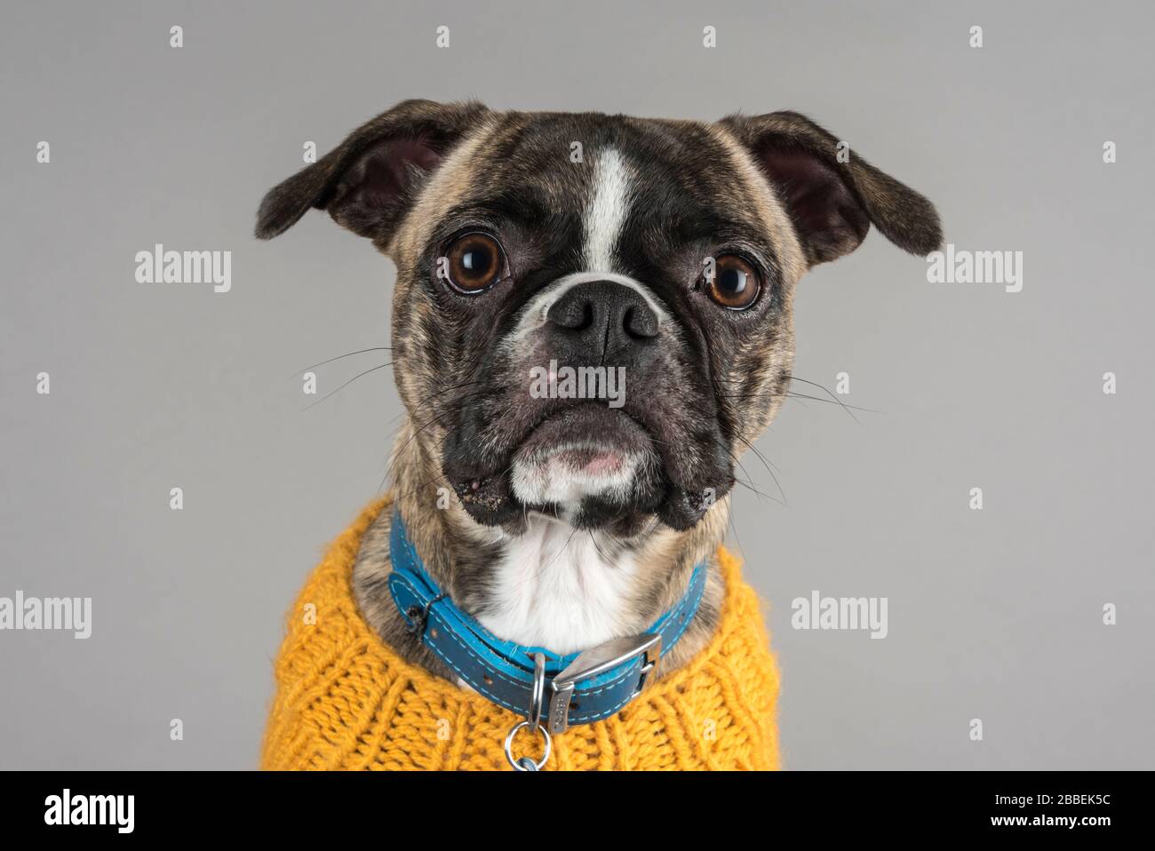 Female Boston Terrier / Pug (BUG) crossbreed, UK Stock Photo - Alamy