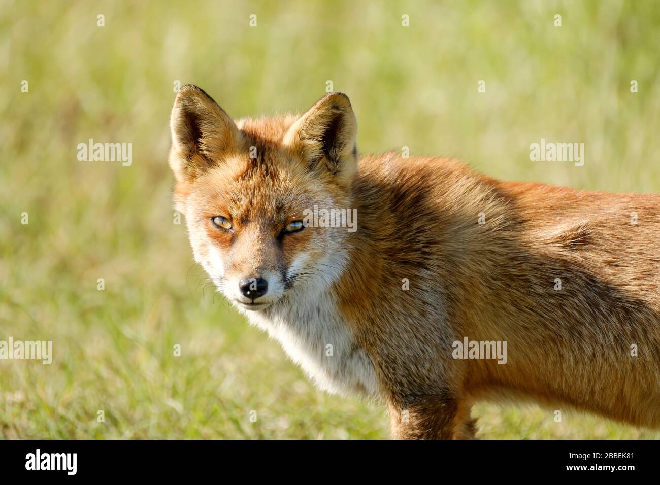 A magnificent wild Red Fox, the fox looks straight into the camera ...