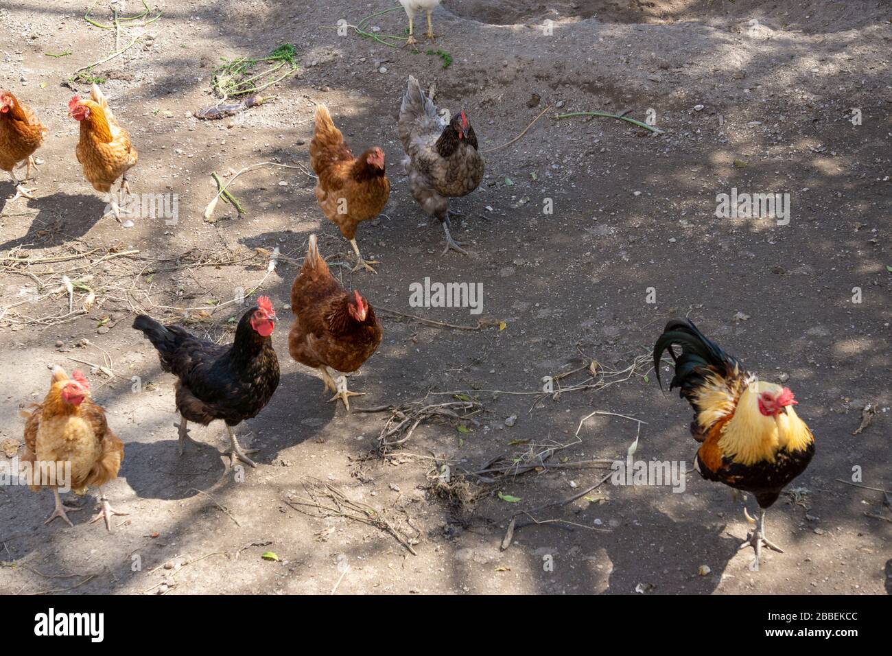 group of chickens in an outdoor corral, chicken run Stock Photo - Alamy
