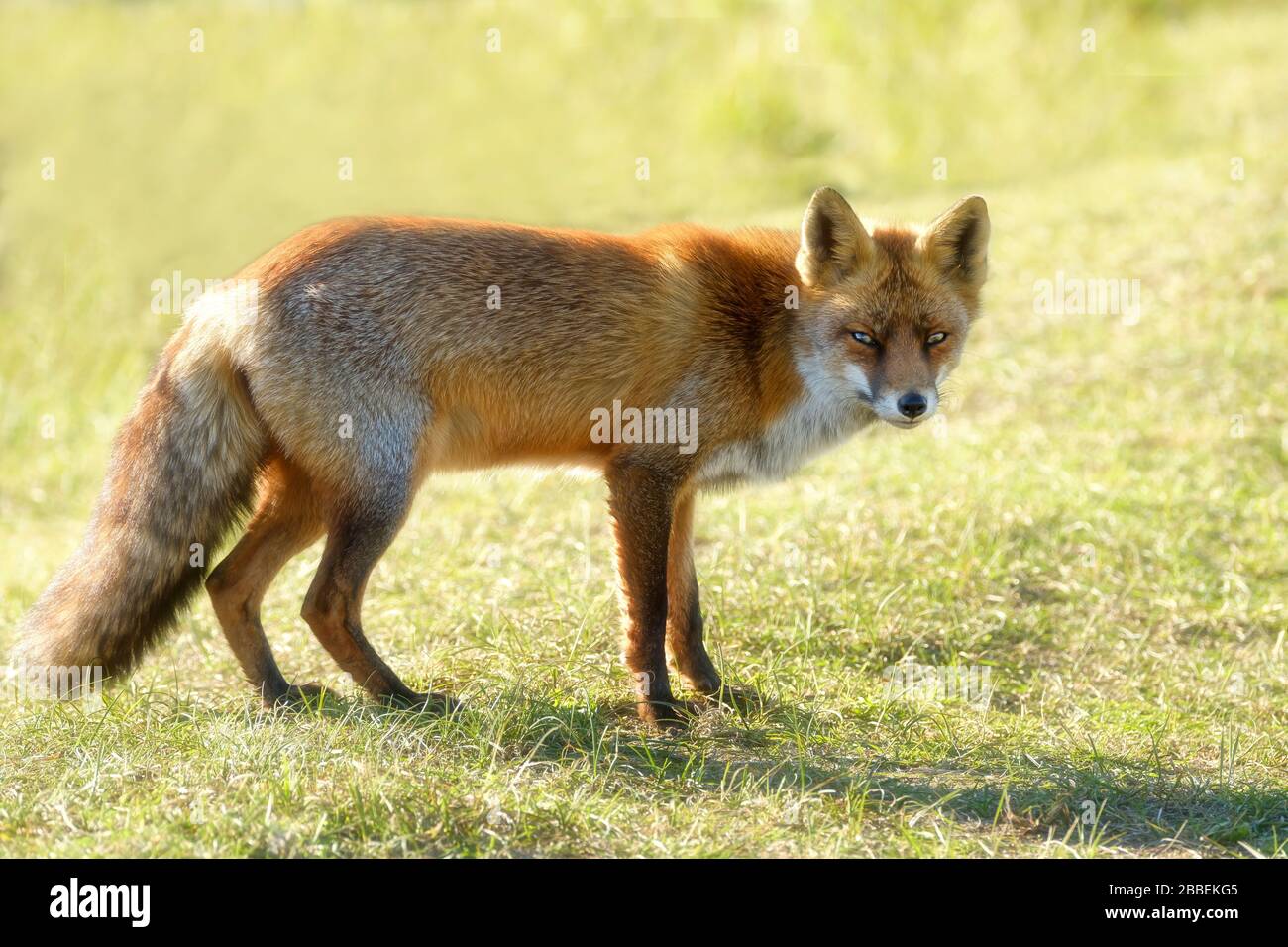A magnificent wild Red Fox, the fox looks straight into the camera ...