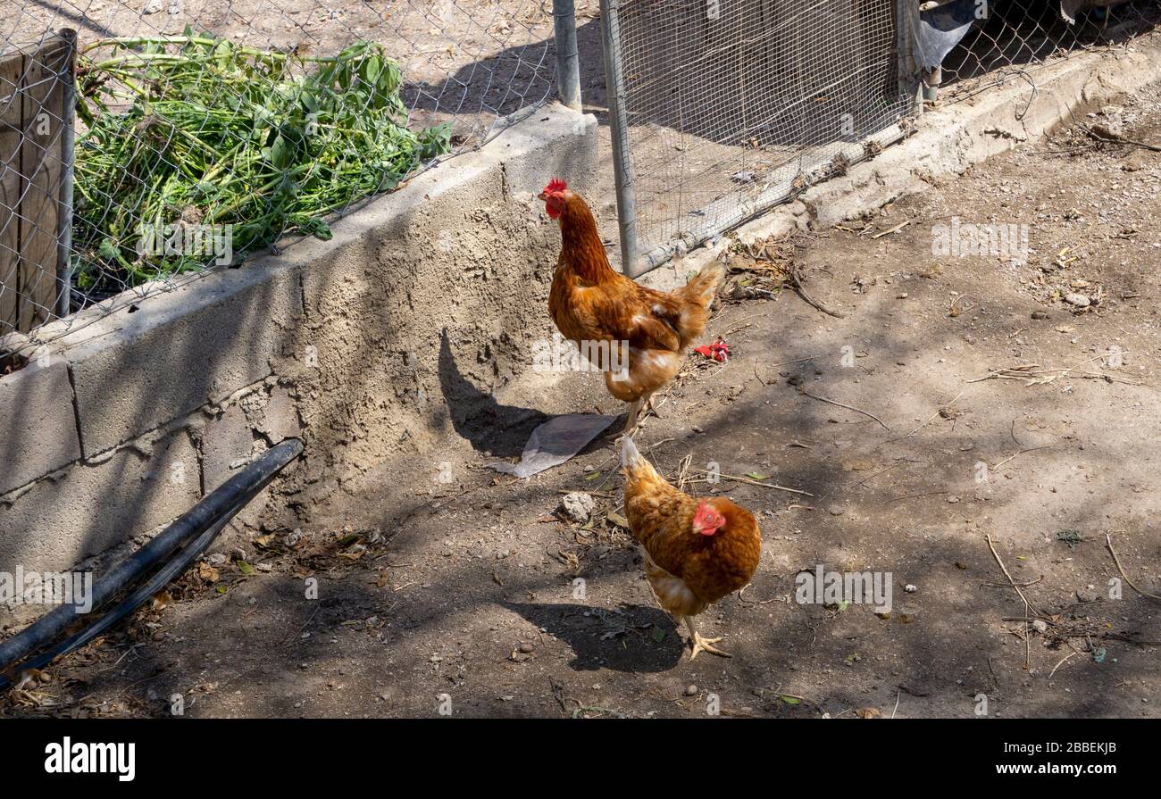 group of chickens in an outdoor corral, chicken run Stock Photo - Alamy