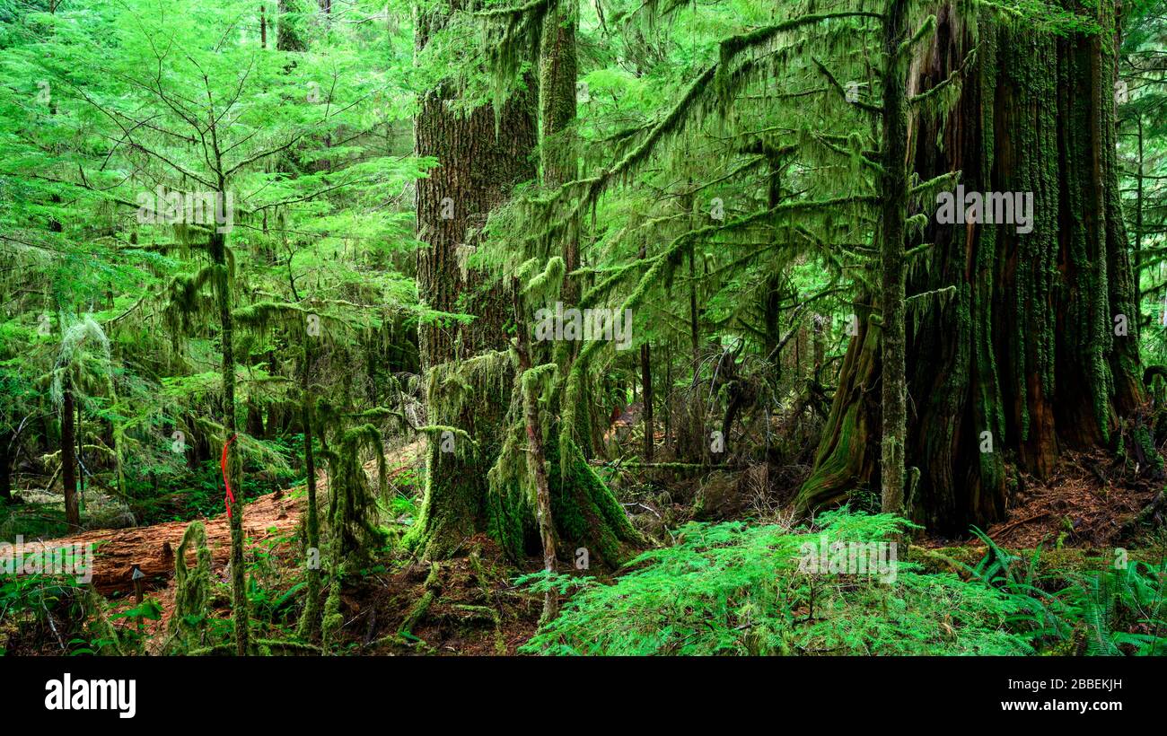 Cedar nobody plants tree hi-res stock photography and images - Alamy