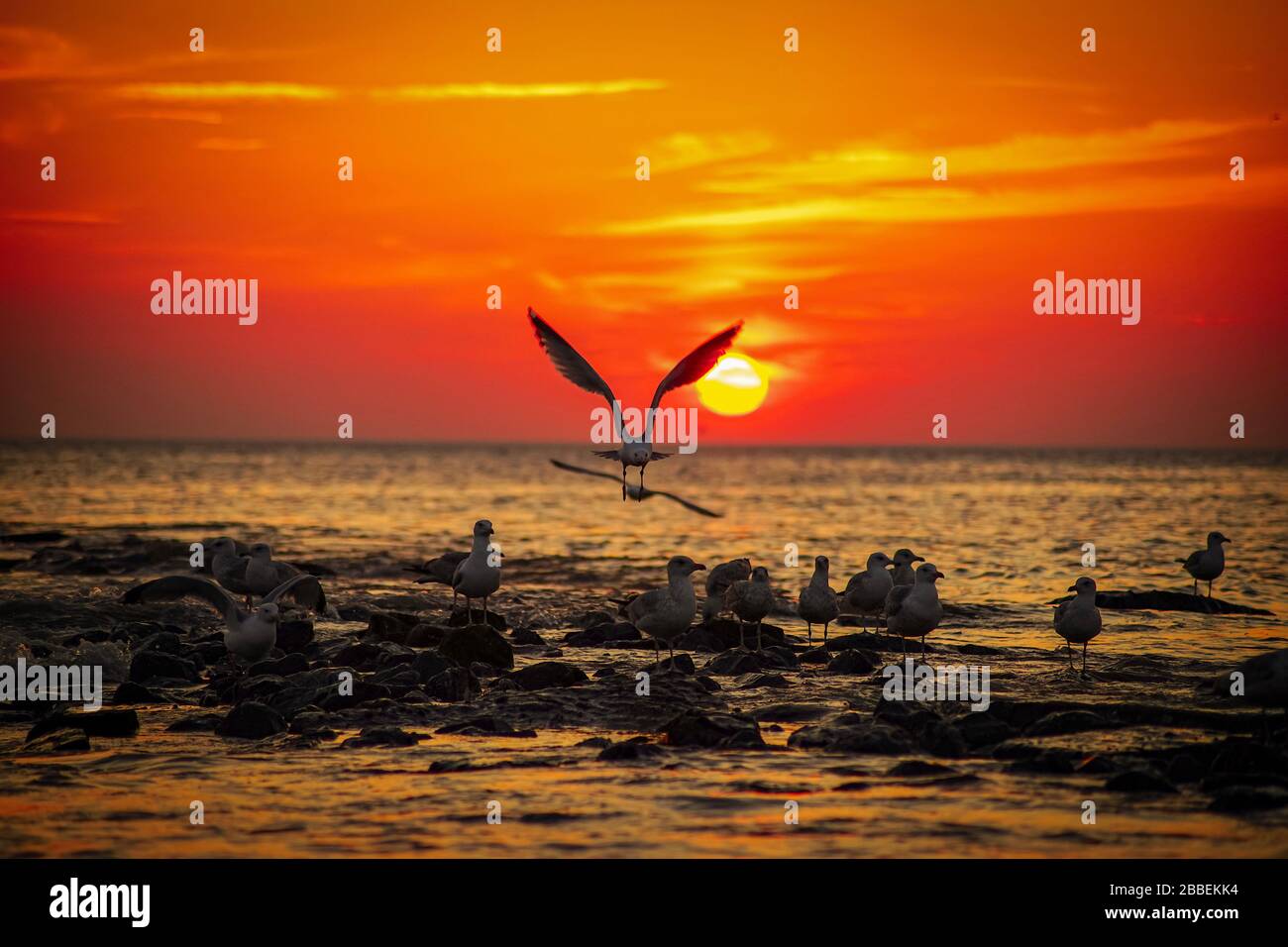 A seagull facing the camera druing sunset Stock Photo - Alamy