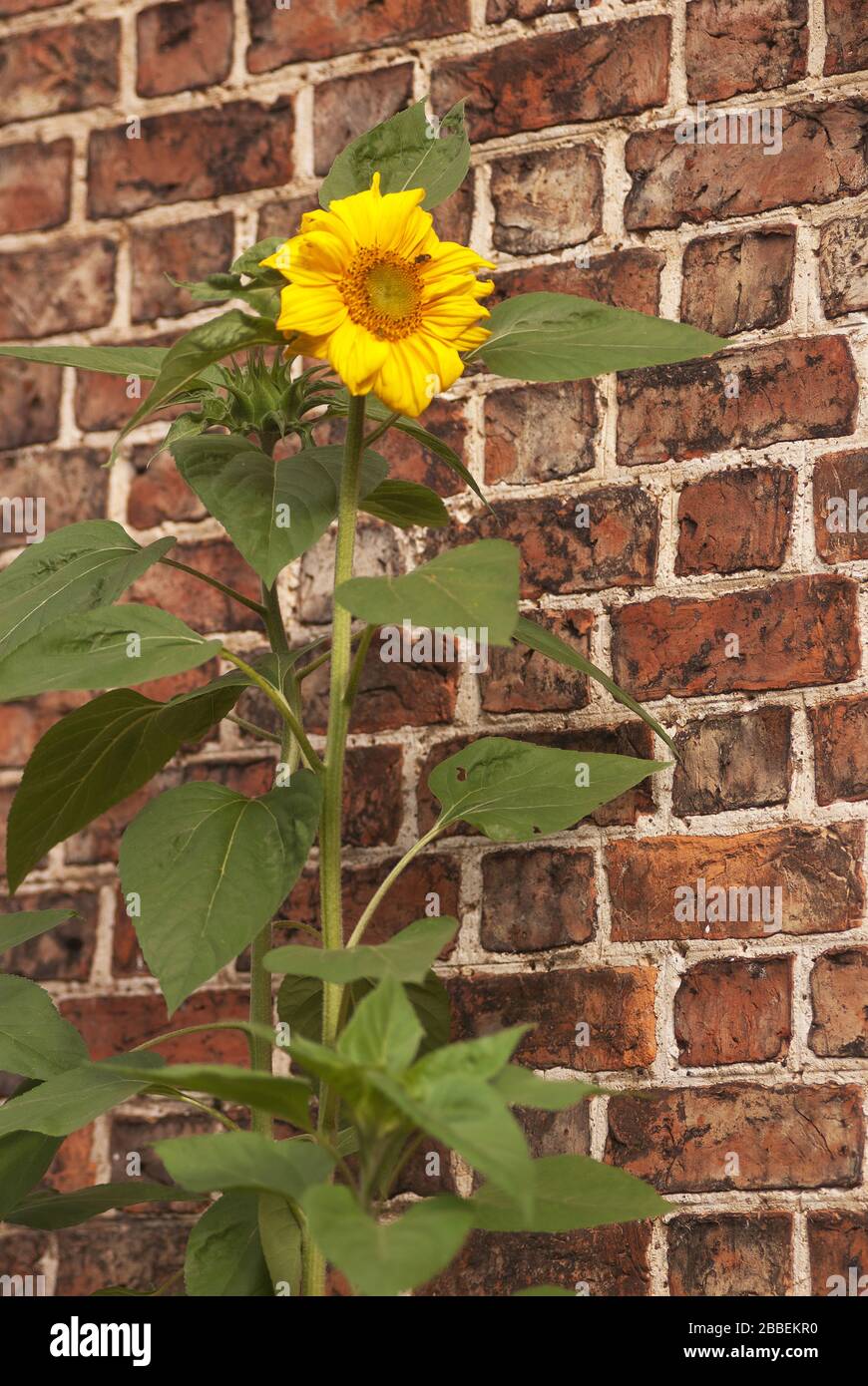 Hurworth on tees hi-res stock photography and images - Alamy