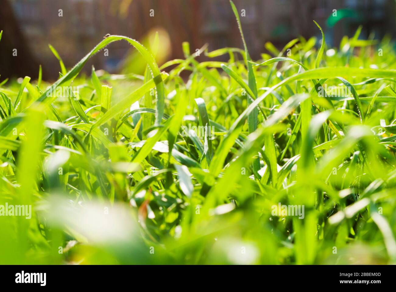 Grass close up texture hi-res stock photography and images - Alamy