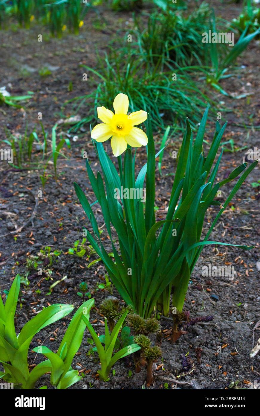 Small yellow spring flowers on the dark ground of the earth Stock Photo ...