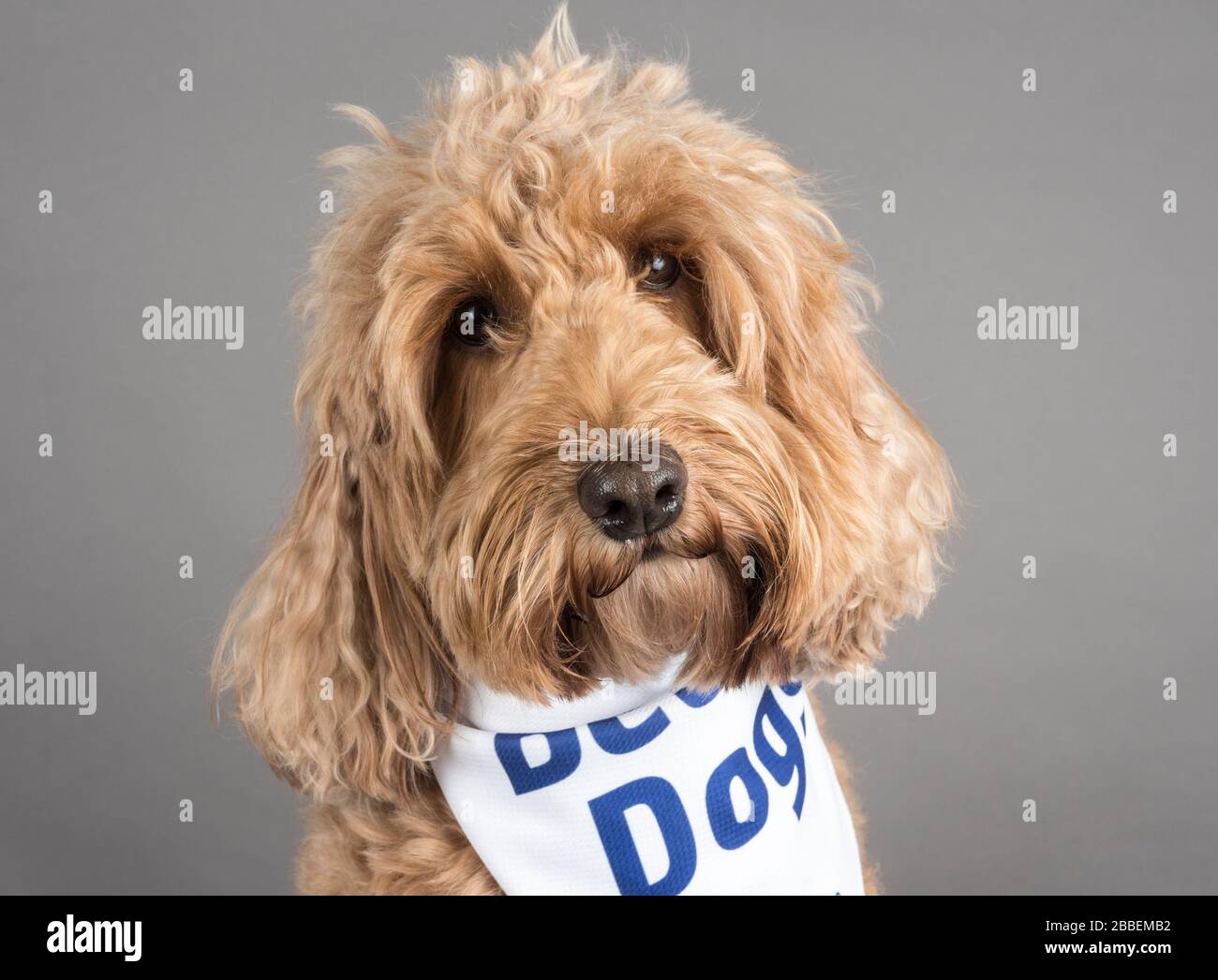 Cockapoo, female, UK Stock Photo - Alamy