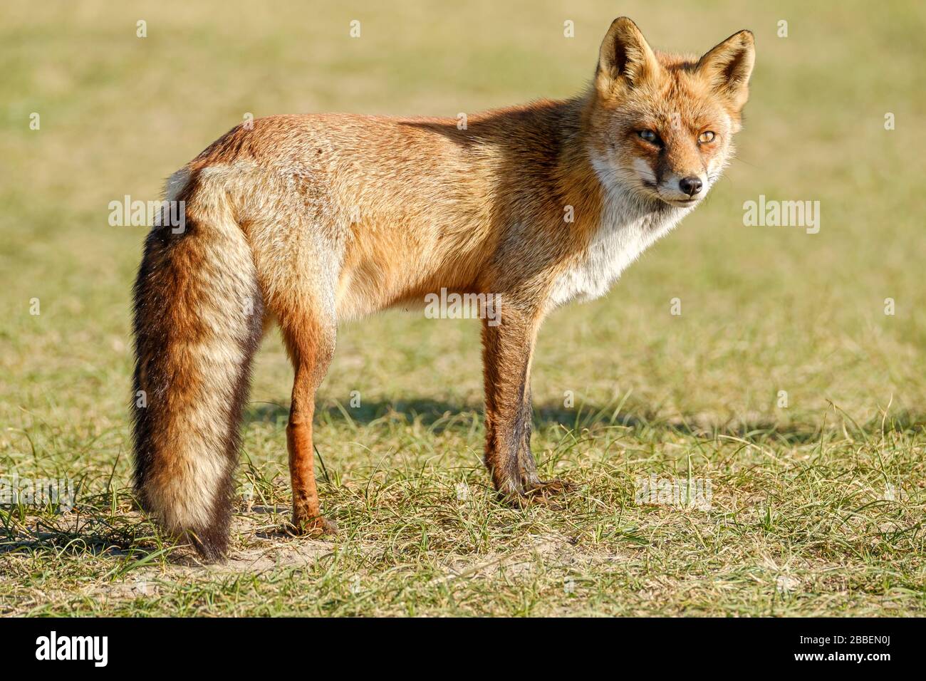 A magnificent wild Red Fox, the fox looks straight into the camera ...