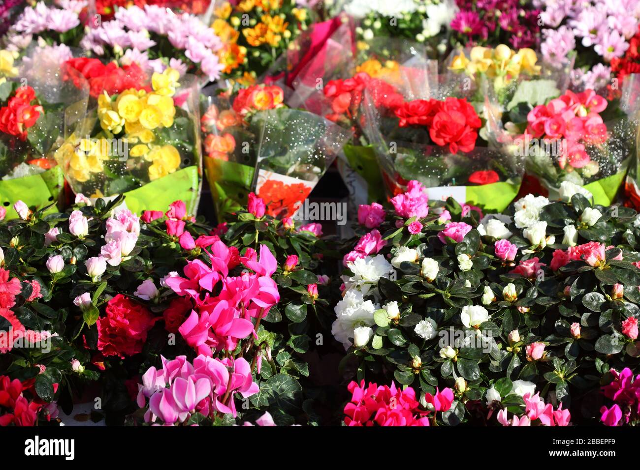 Summer flowers i deutschland hi-res stock photography and images - Alamy