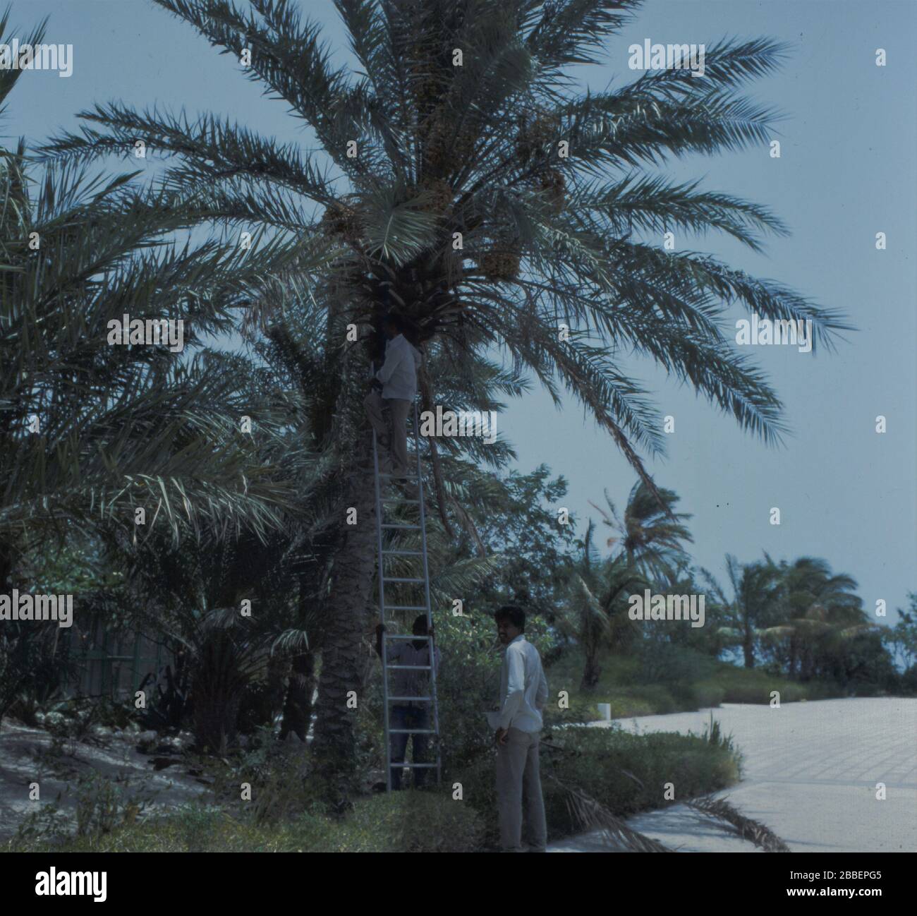 Date Palm, Doha, Qatar Stock Photo - Alamy