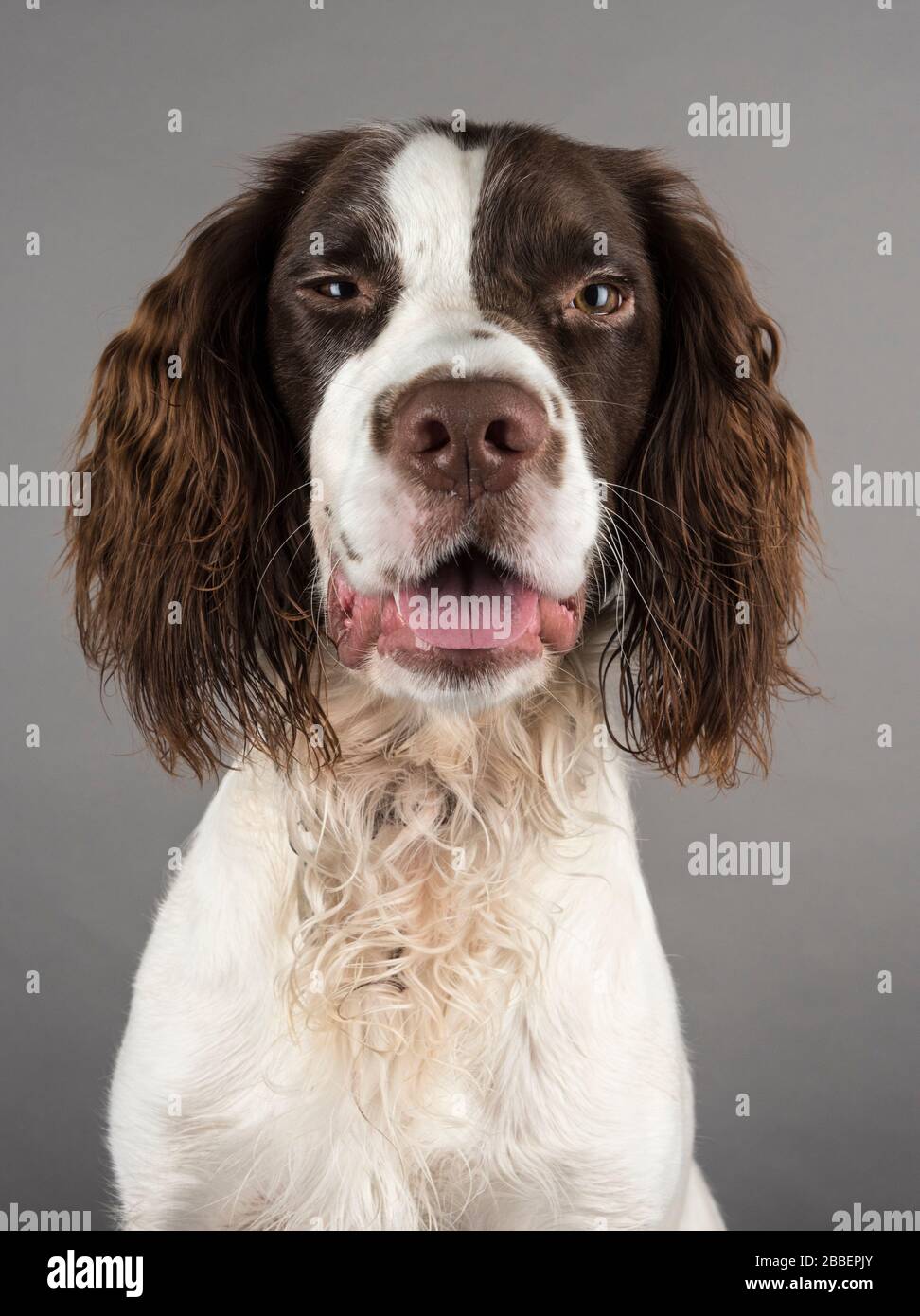 Male springer spaniel shot in the UK Stock Photo - Alamy