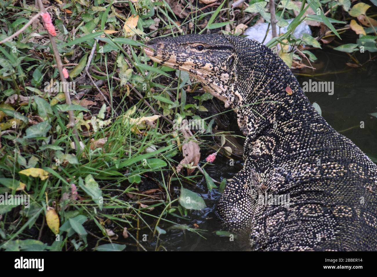 Large Water Monitor, Ayutthaya 110120 Stock Photo - Alamy