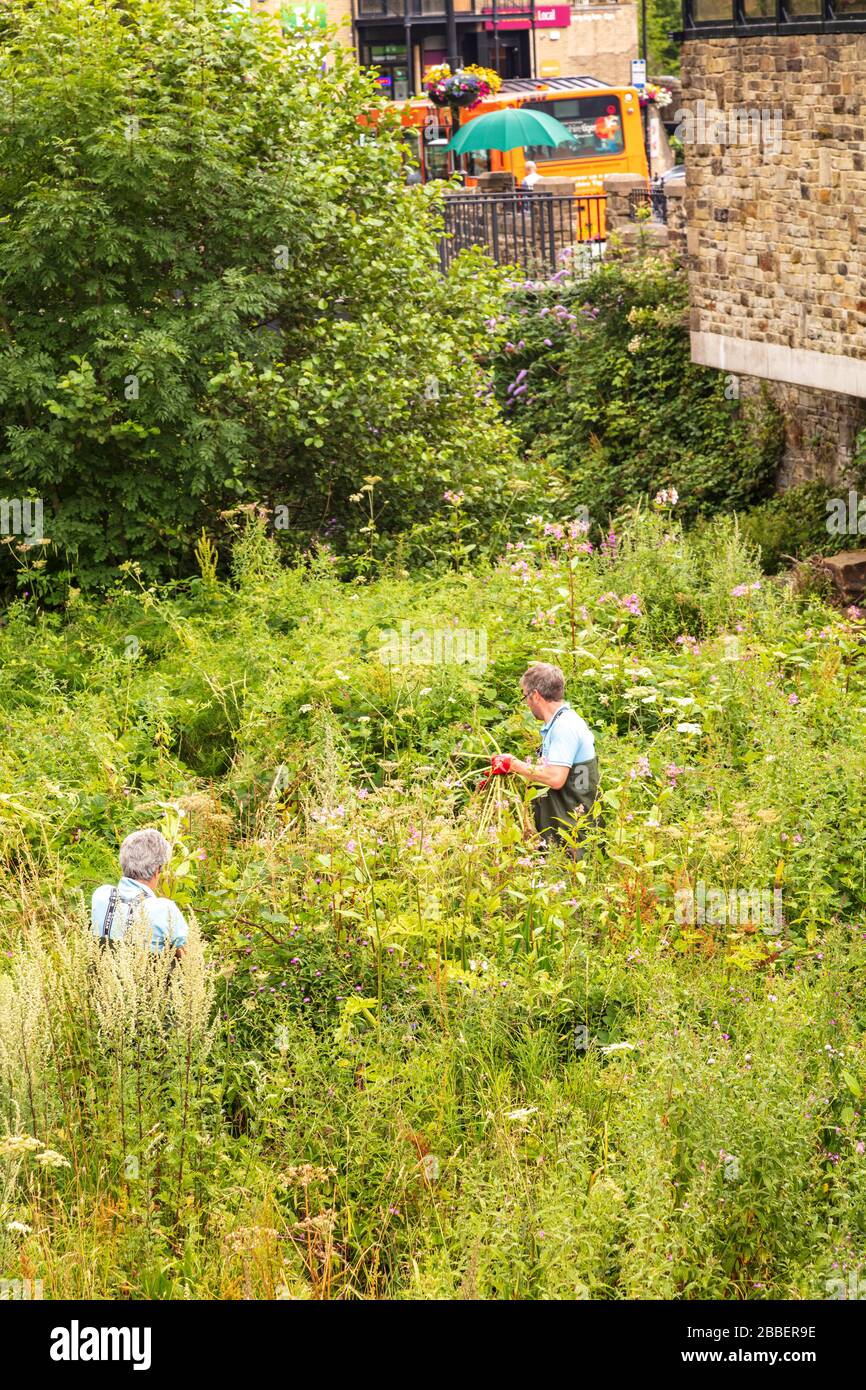 Knotweed River High Resolution Stock Photography and Images - Alamy