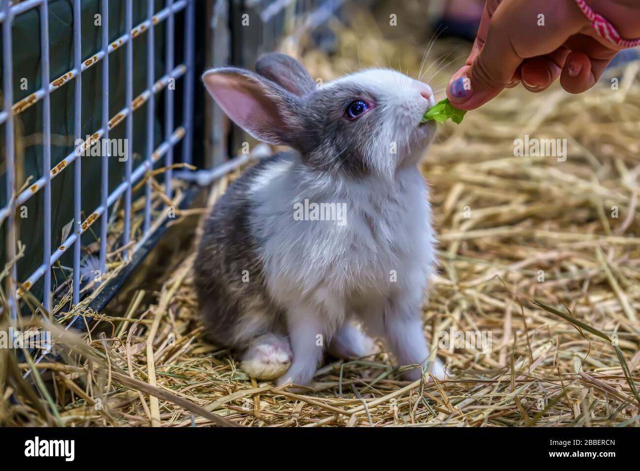 The rabbit eating vegetables in a stable Stock Photo - Alamy
