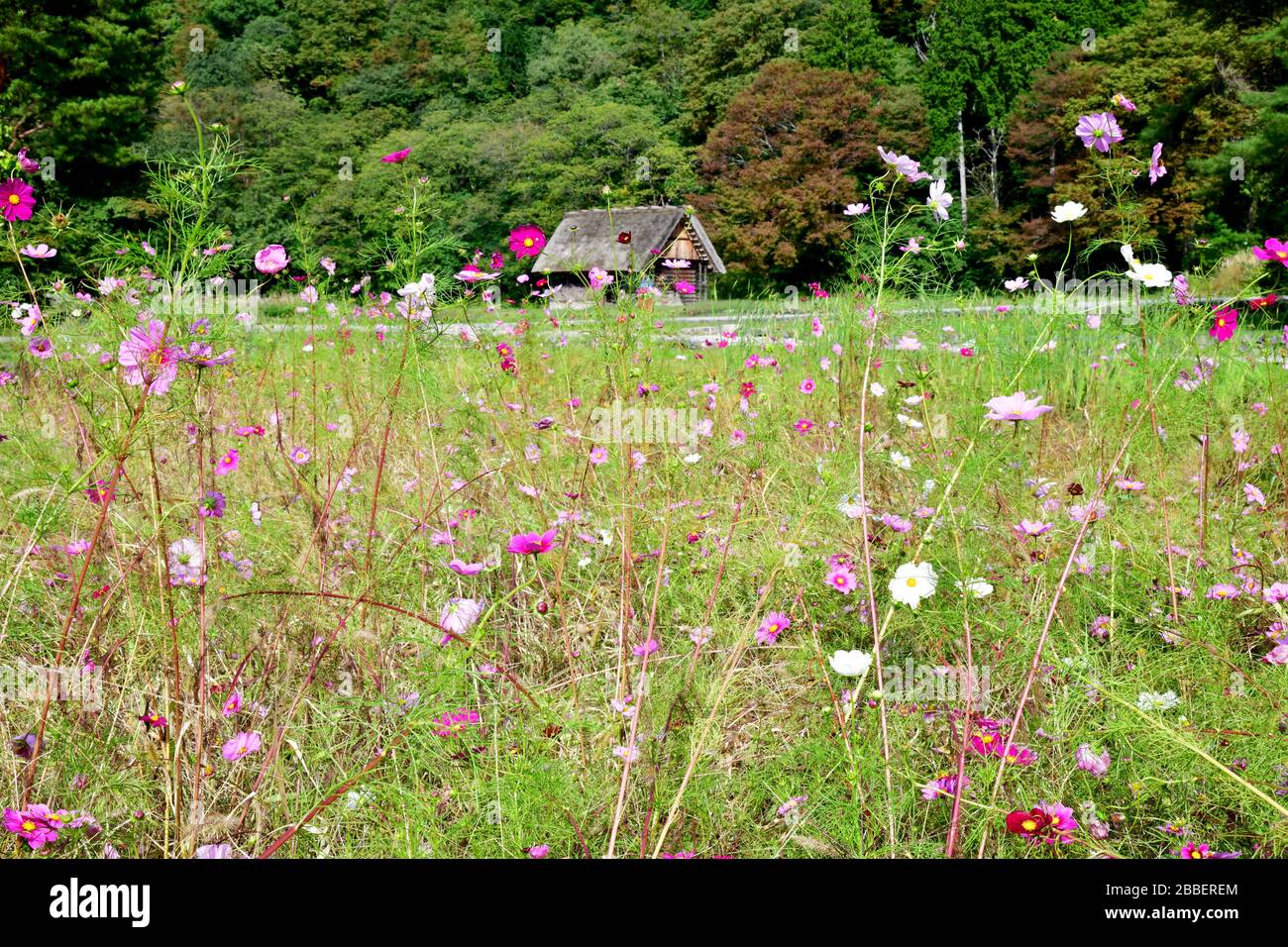 Low angle view through one of the colorful flower fields in Shirakawa ...