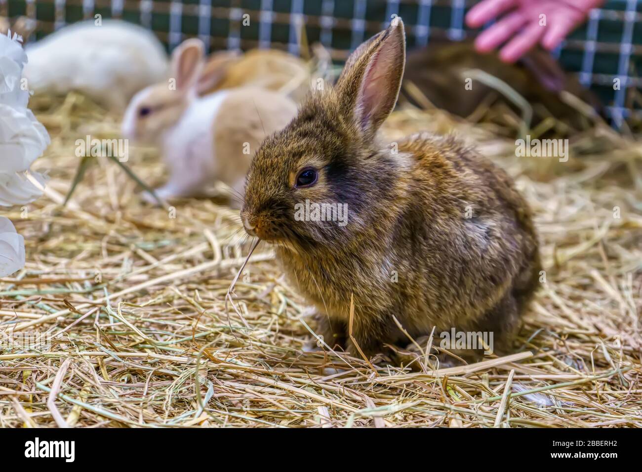 Rabbits stable hi-res stock photography and images - Alamy