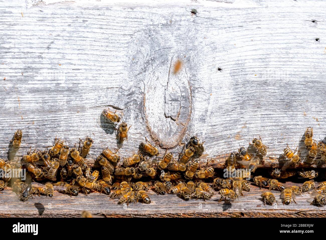 Save the bees hi-res stock photography and images - Alamy