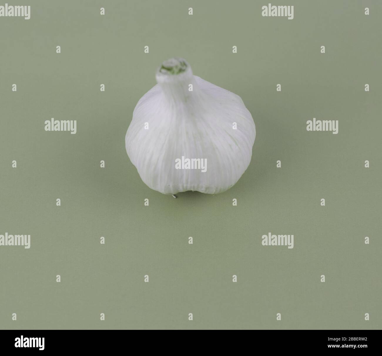 Top view portrait of a medium size white colored garlic before an empty ...