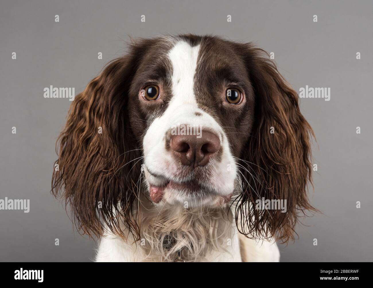 Male springer spaniel shot in the UK Stock Photo - Alamy