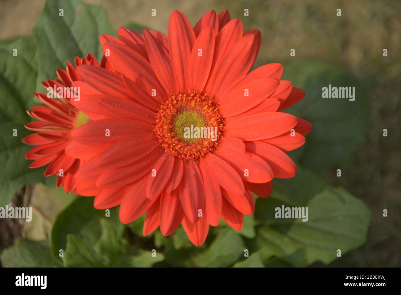 Close up beautiful Indian calendula officinalis, pot marigold, rubbles ...