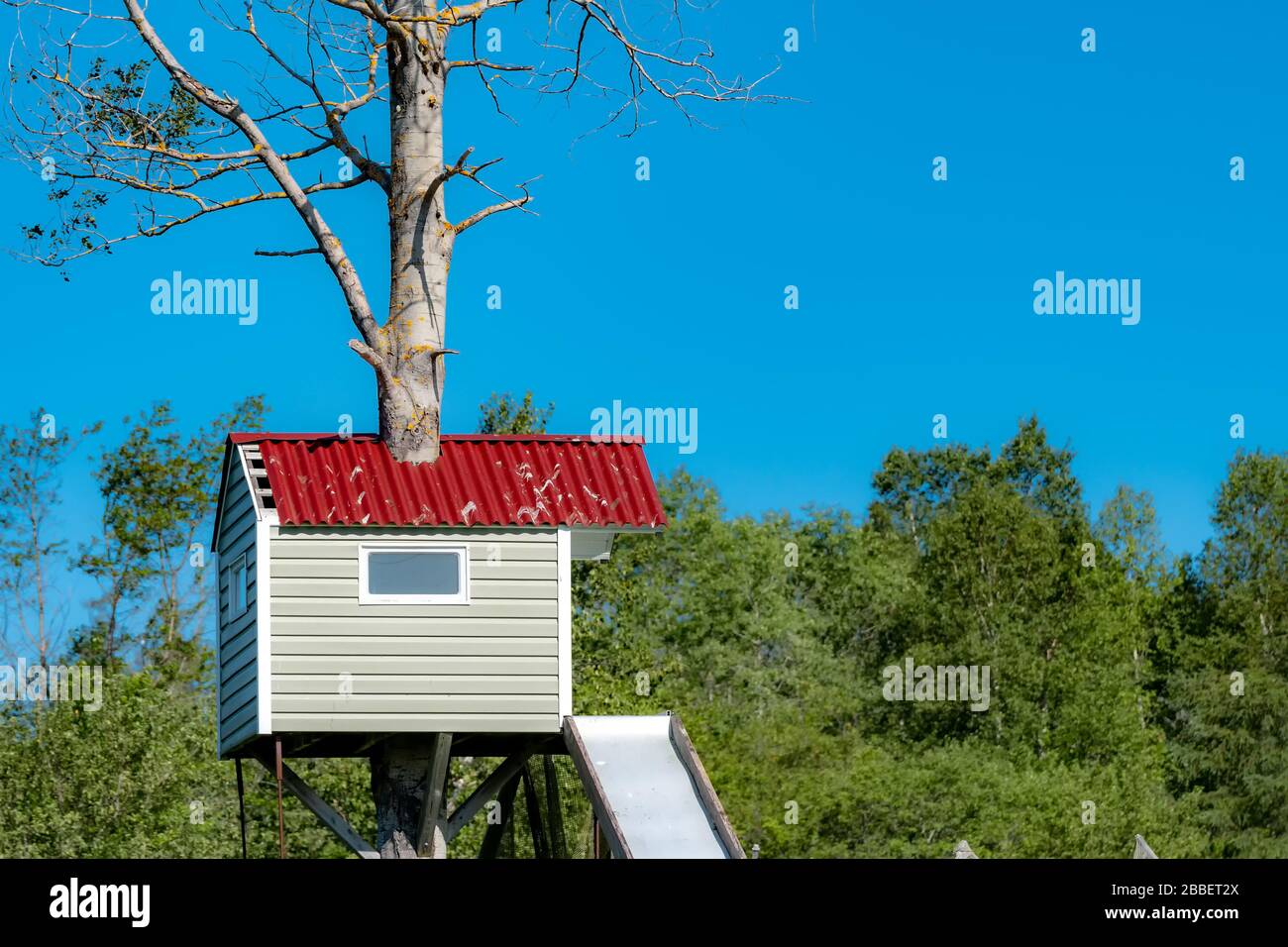 Tree growing through roof hi-res stock photography and images - Alamy